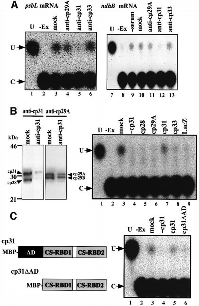 Involvement of a site‐specific trans‐acting factor and a common RNA ...