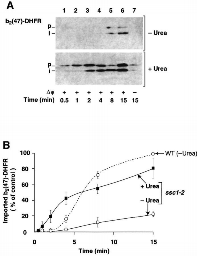 The mitochondrial Hsp70‐dependent import system actively unfolds ...