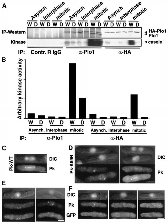 The role of Plo1 kinase in mitotic commitment and septation in ...