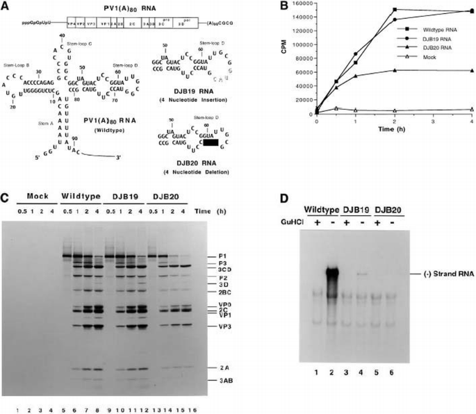5′ cloverleaf in poliovirus RNA is a cis‐acting replication element ...