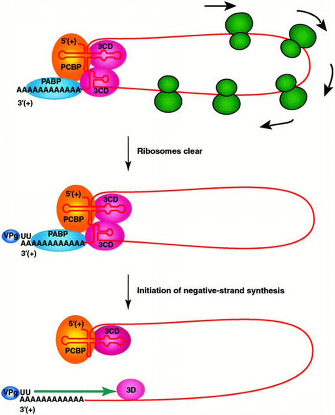 5′ cloverleaf in poliovirus RNA is a cis‐acting replication element ...
