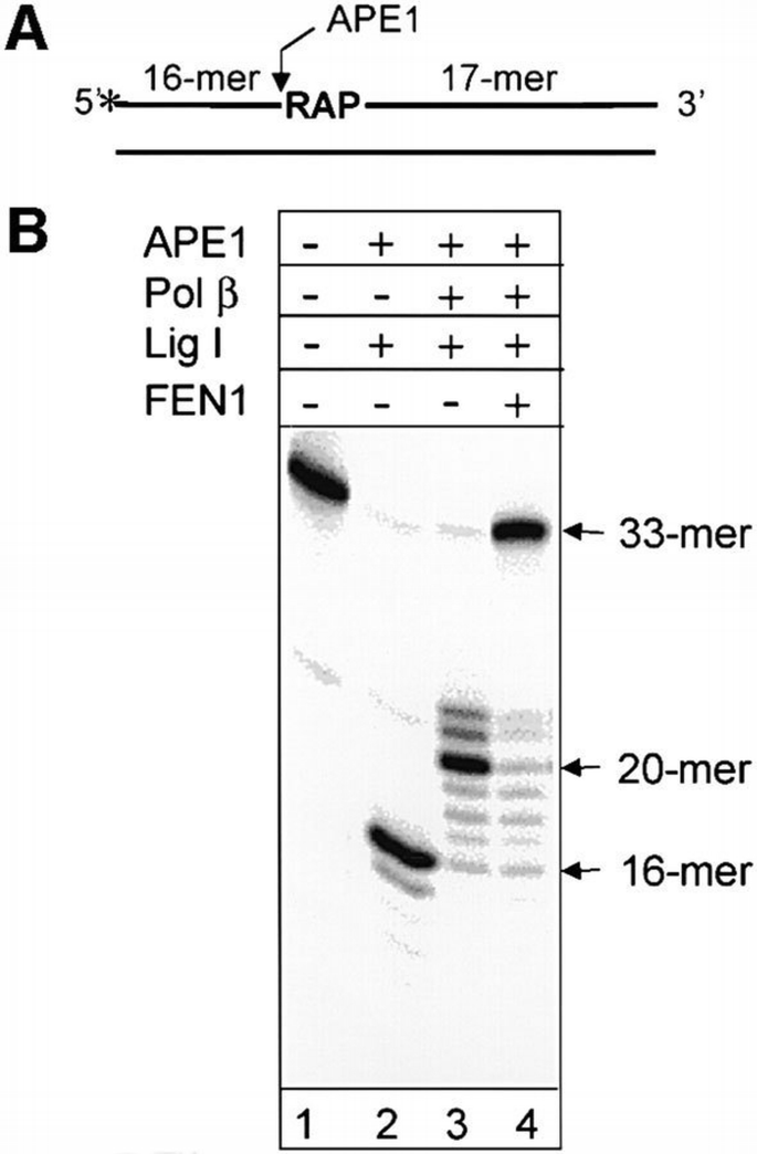 Human DNA polymerase β initiates DNA synthesis during long‐patch repair ...
