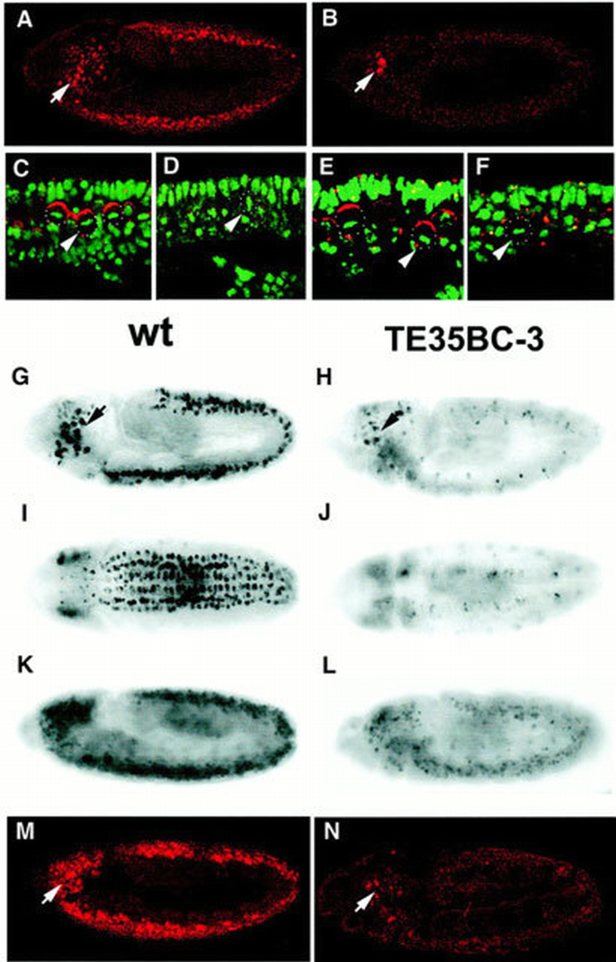A family of Snail‐related zinc finger proteins regulates two distinct ...