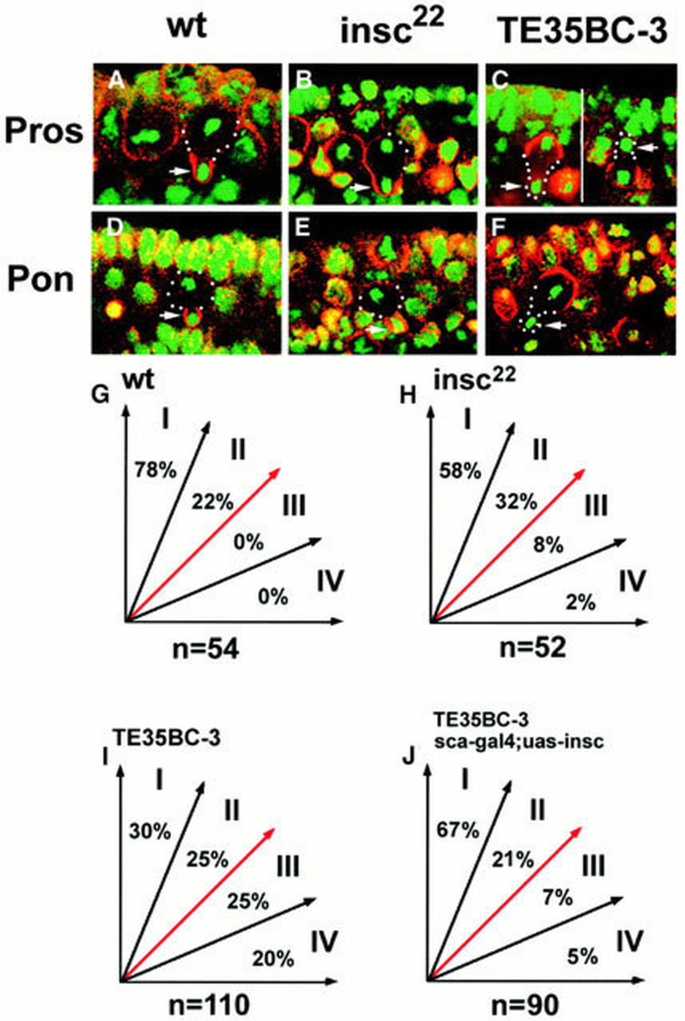 A family of Snail‐related zinc finger proteins regulates two distinct ...