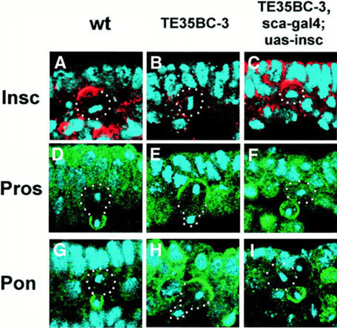 A family of Snail‐related zinc finger proteins regulates two distinct ...