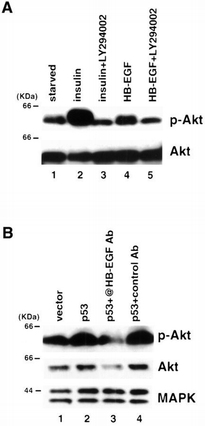 p53 induction of heparin‐binding EGF‐like growth factor counteracts p53 ...