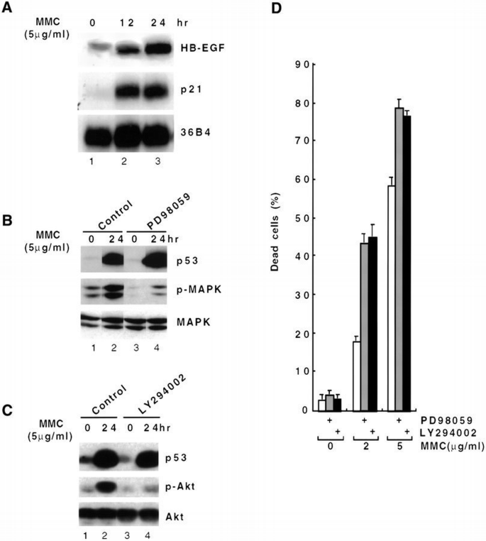 p53 induction of heparin‐binding EGF‐like growth factor counteracts p53 ...