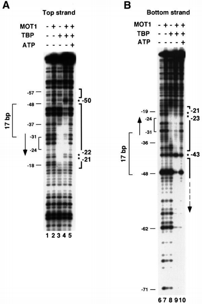 MOT1‐catalyzed TBP–DNA disruption: uncoupling DNA conformational change ...