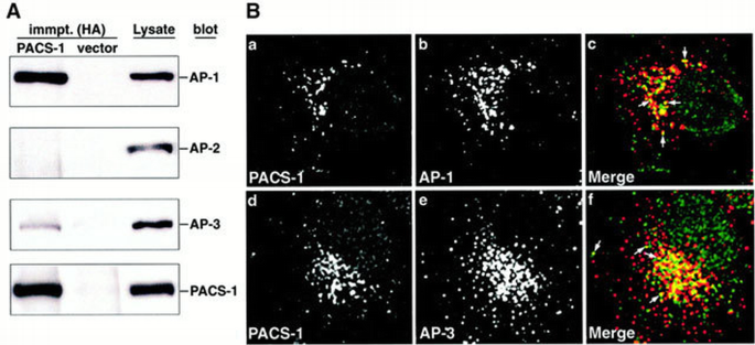 PACS‐1 binding to adaptors is required for acidic cluster motif ...