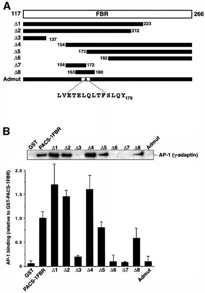 PACS‐1 binding to adaptors is required for acidic cluster motif ...