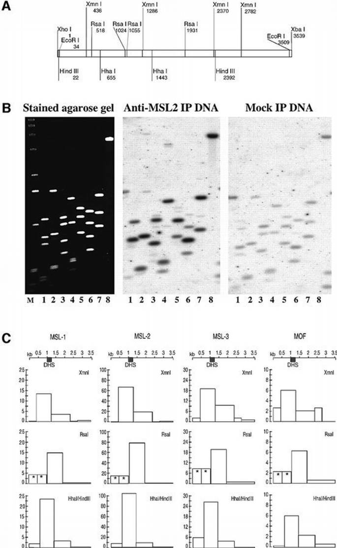 Association and spreading of the Drosophila dosage compensation complex ...