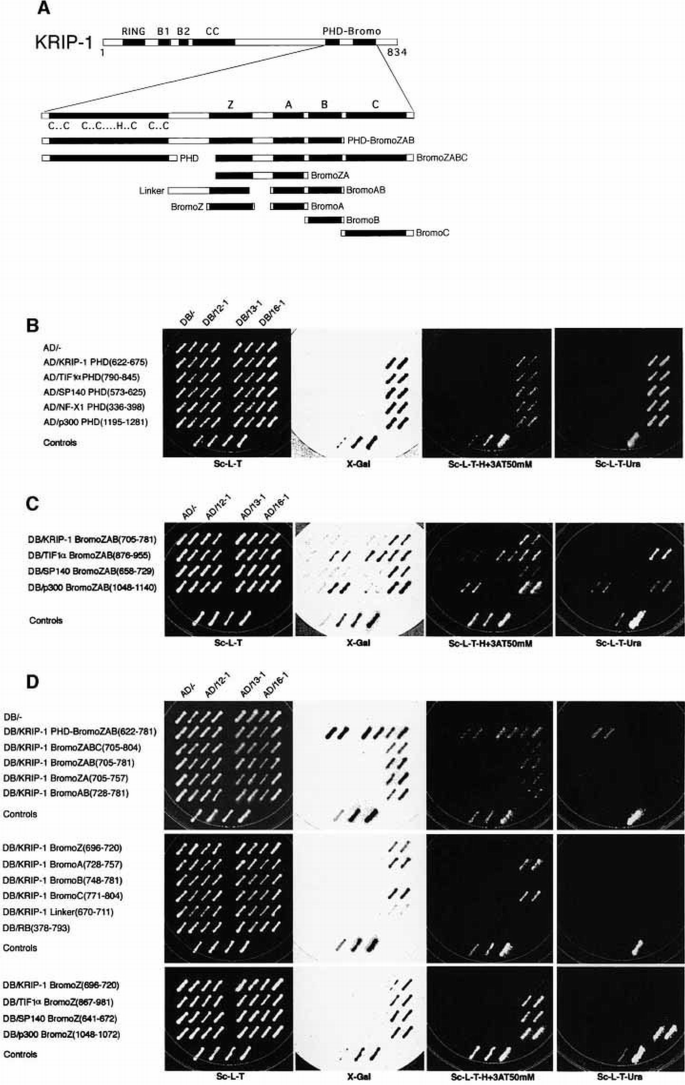 TRIP‐Br: a novel family of PHD zinc finger‐ and bromodomain‐interacting ...