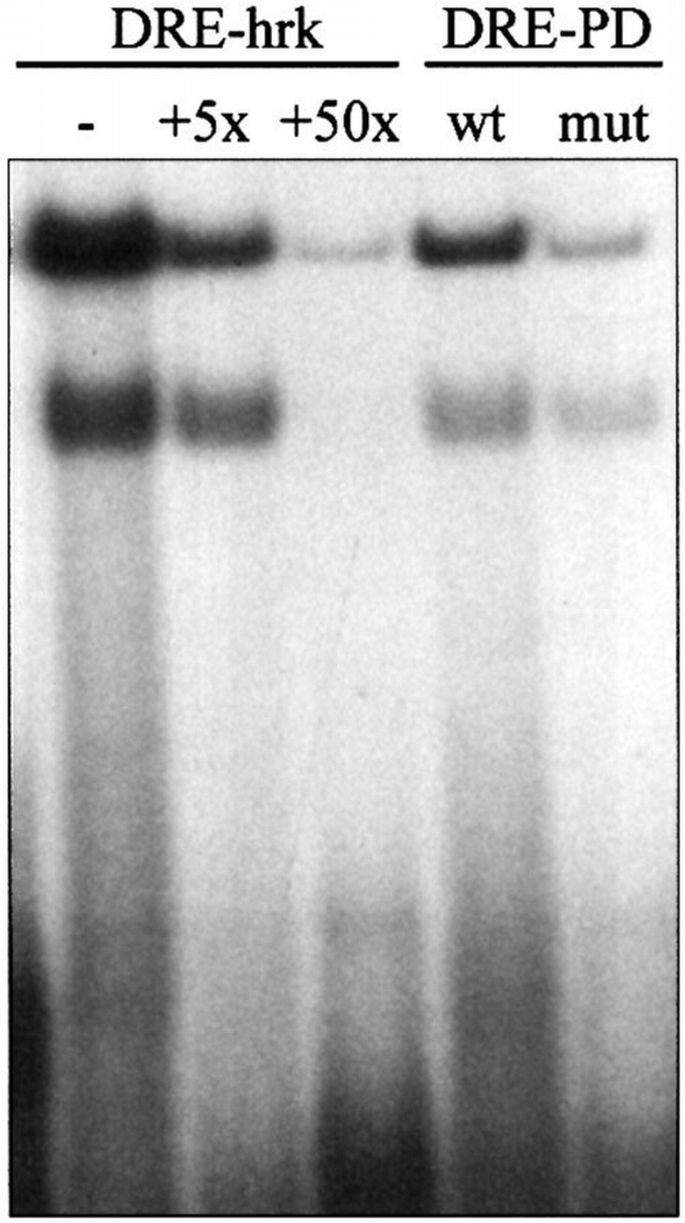Interleukin 3‐dependent activation of DREAM is involved in ...
