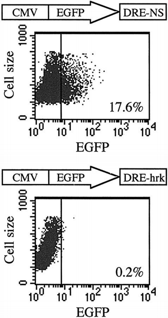 Interleukin 3‐dependent activation of DREAM is involved in ...