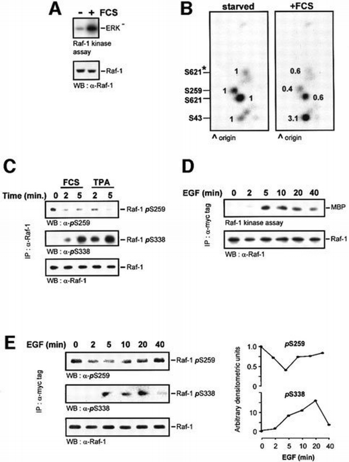 Regulation of Raf‐1 activation and signalling by dephosphorylation ...