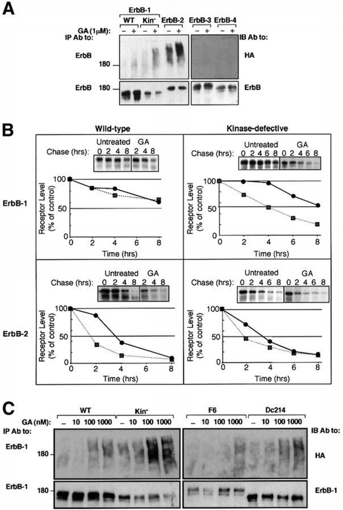 Drug‐induced ubiquitylation and degradation of ErbB receptor tyrosine ...