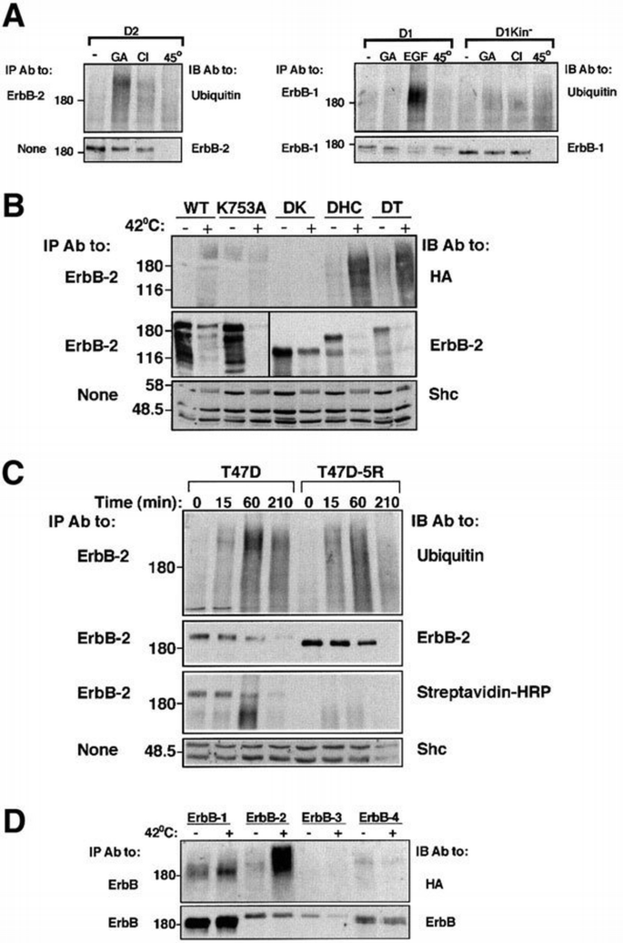 Drug‐induced ubiquitylation and degradation of ErbB receptor tyrosine ...