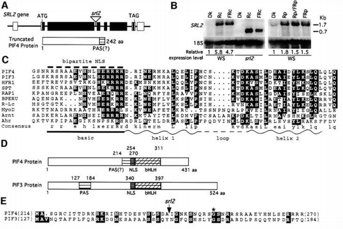 PIF4, a phytochrome‐interacting bHLH factor, functions as a negative ...