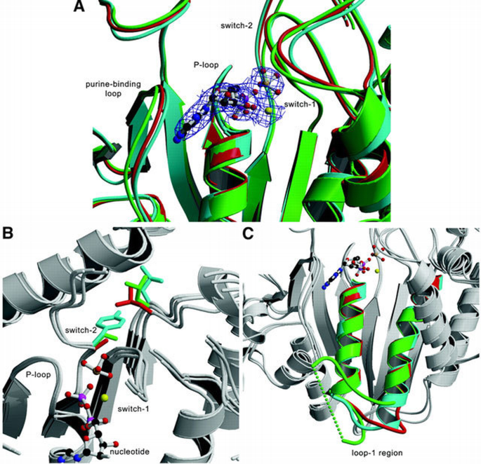Crystal structure of the motor domain of a class‐I myosin | The EMBO ...