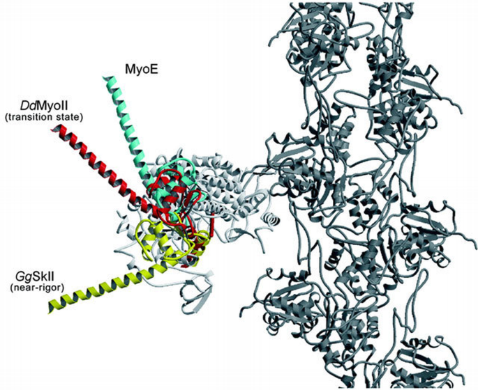 Crystal structure of the motor domain of a class‐I myosin | The EMBO ...