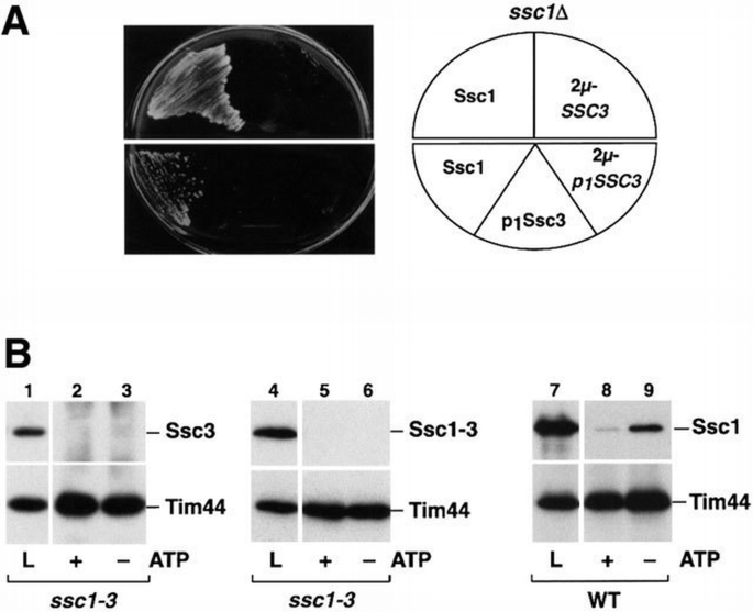 The Hsp70 peptide‐binding domain determines the interaction of the ...