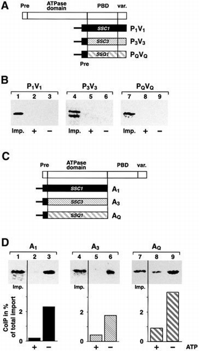 The Hsp70 peptide‐binding domain determines the interaction of the ...