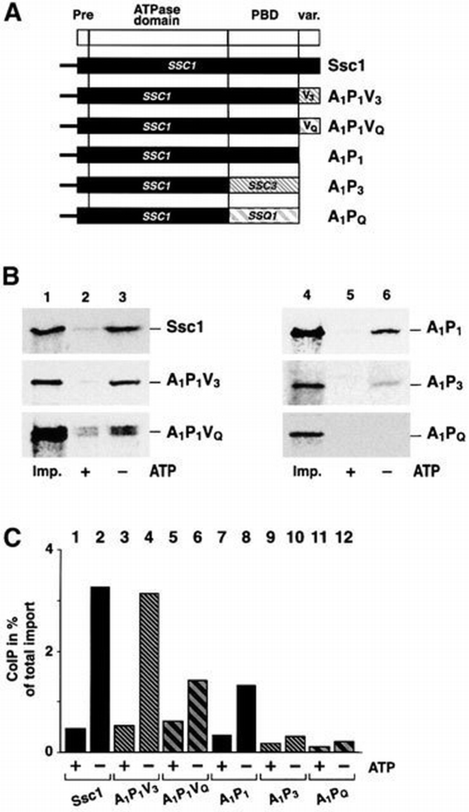 The Hsp70 peptide‐binding domain determines the interaction of the ...