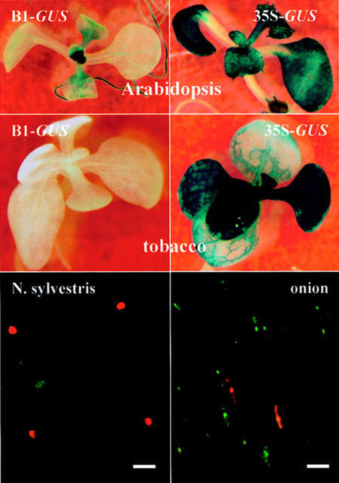 Endogenous viral sequences and their potential contribution to ...