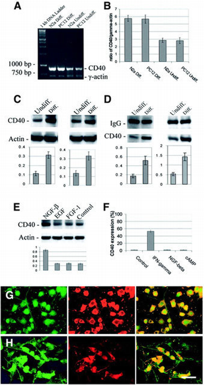 CD40 is expressed and functional on neuronal cells | The EMBO Journal