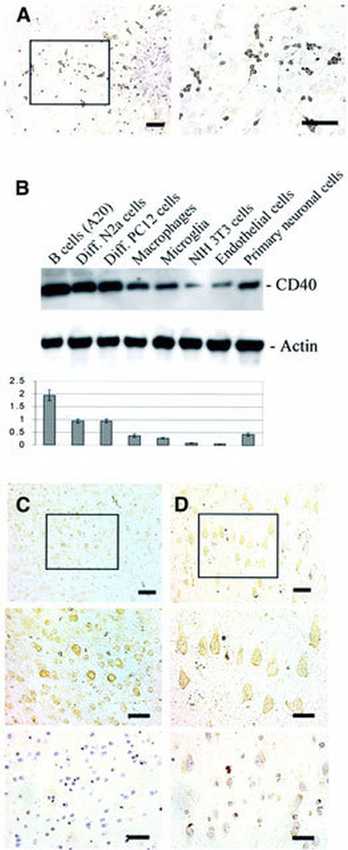 CD40 is expressed and functional on neuronal cells | The EMBO Journal ...