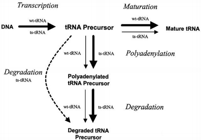 RNA quality control: degradation of defective transfer RNA | The EMBO ...