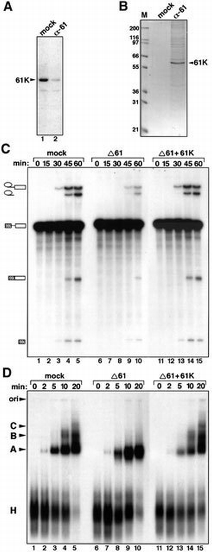 Protein 61K, encoded by a gene (PRPF31) linked to autosomal dominant ...