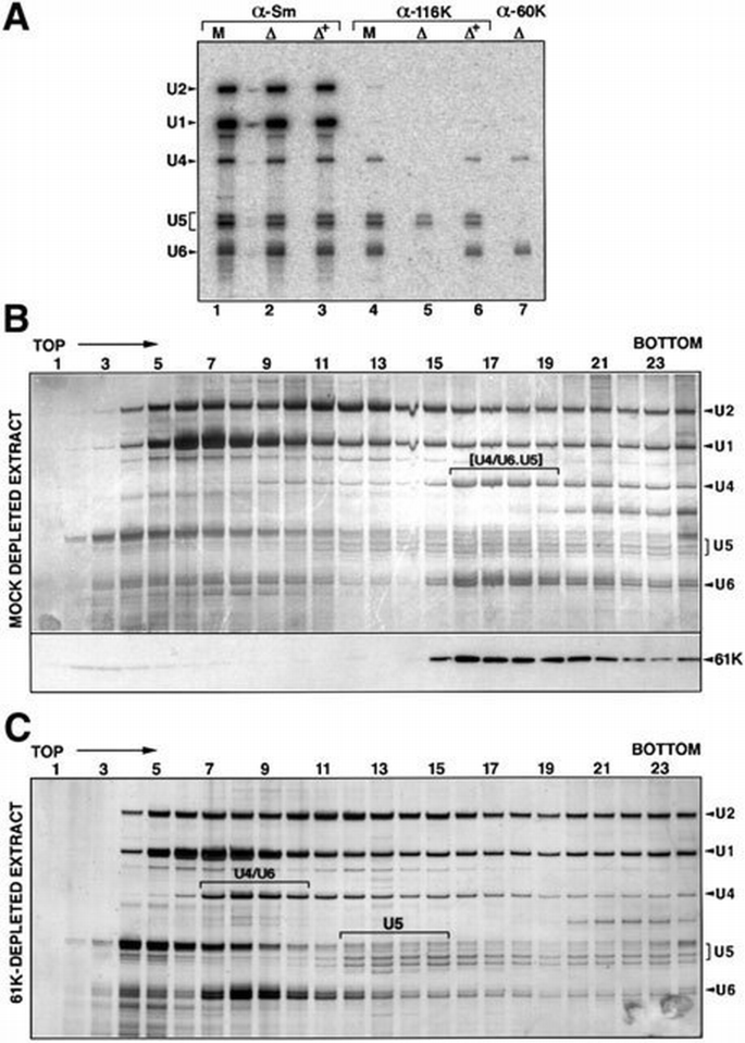 Protein 61K, encoded by a gene (PRPF31) linked to autosomal dominant ...