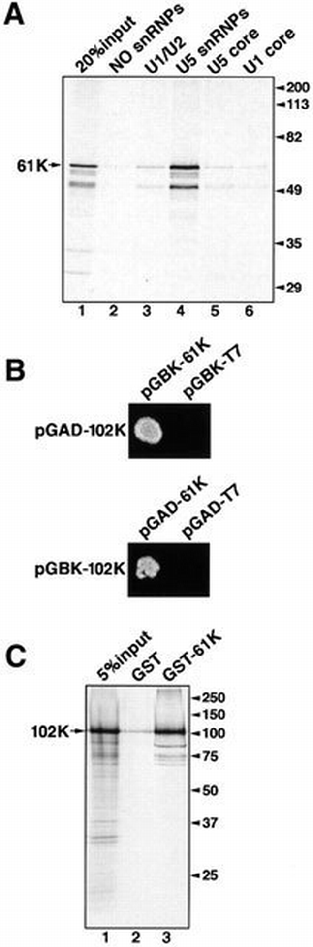 Protein 61K, encoded by a gene (PRPF31) linked to autosomal dominant ...