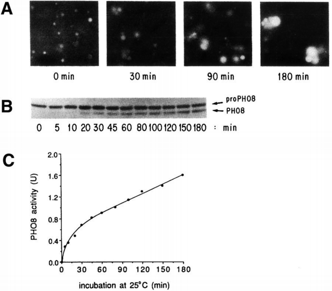 Yeast vacuoles and membrane fusion pathways | The EMBO Journal