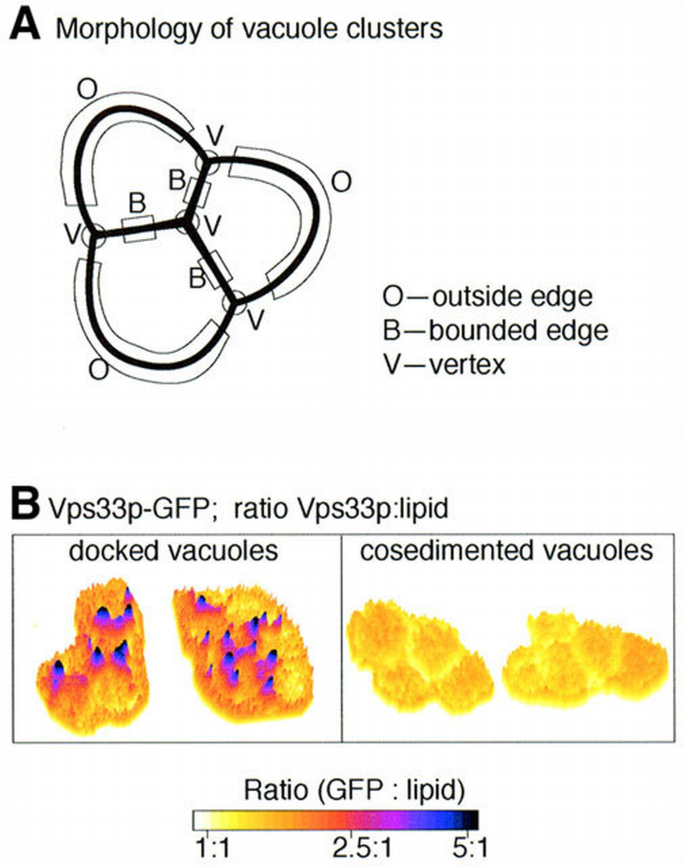 Yeast vacuoles and membrane fusion pathways | The EMBO Journal