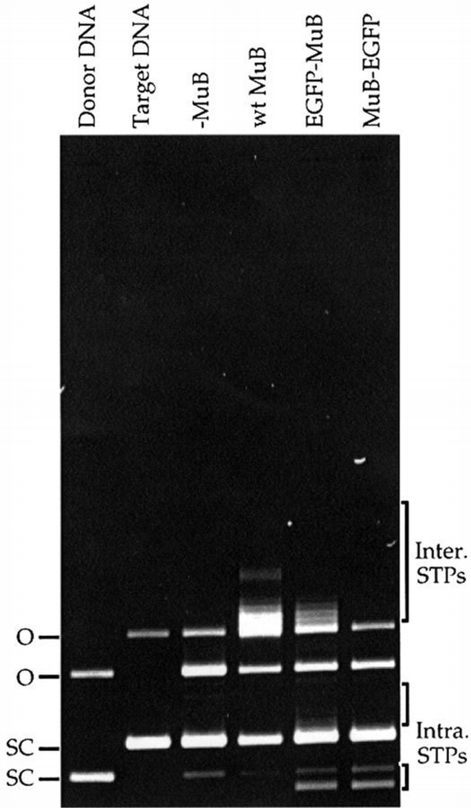 Dynamics of a protein polymer: the assembly and disassembly pathways of ...