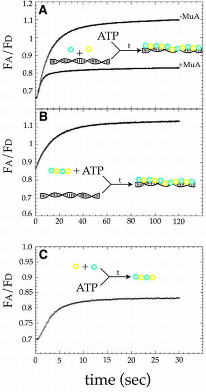 Dynamics of a protein polymer: the assembly and disassembly pathways of ...