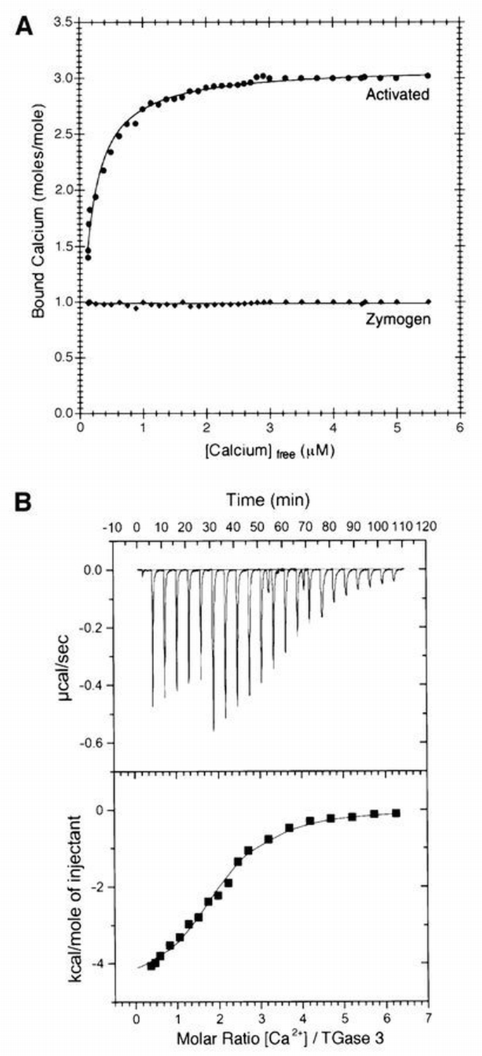 Three‐dimensional structure of the human transglutaminase 3 enzyme ...