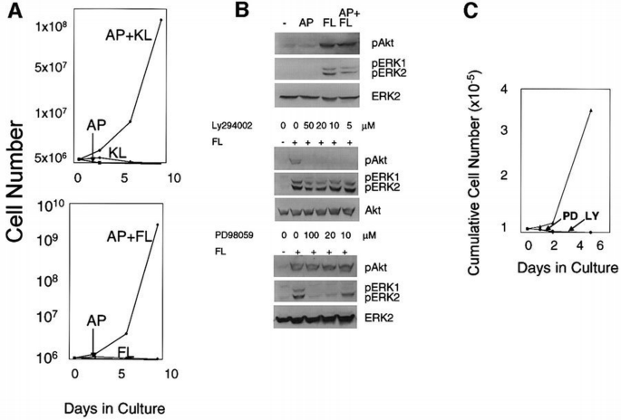 JAK2, complemented by a second signal from c‐kit or flt‐3, triggers ...