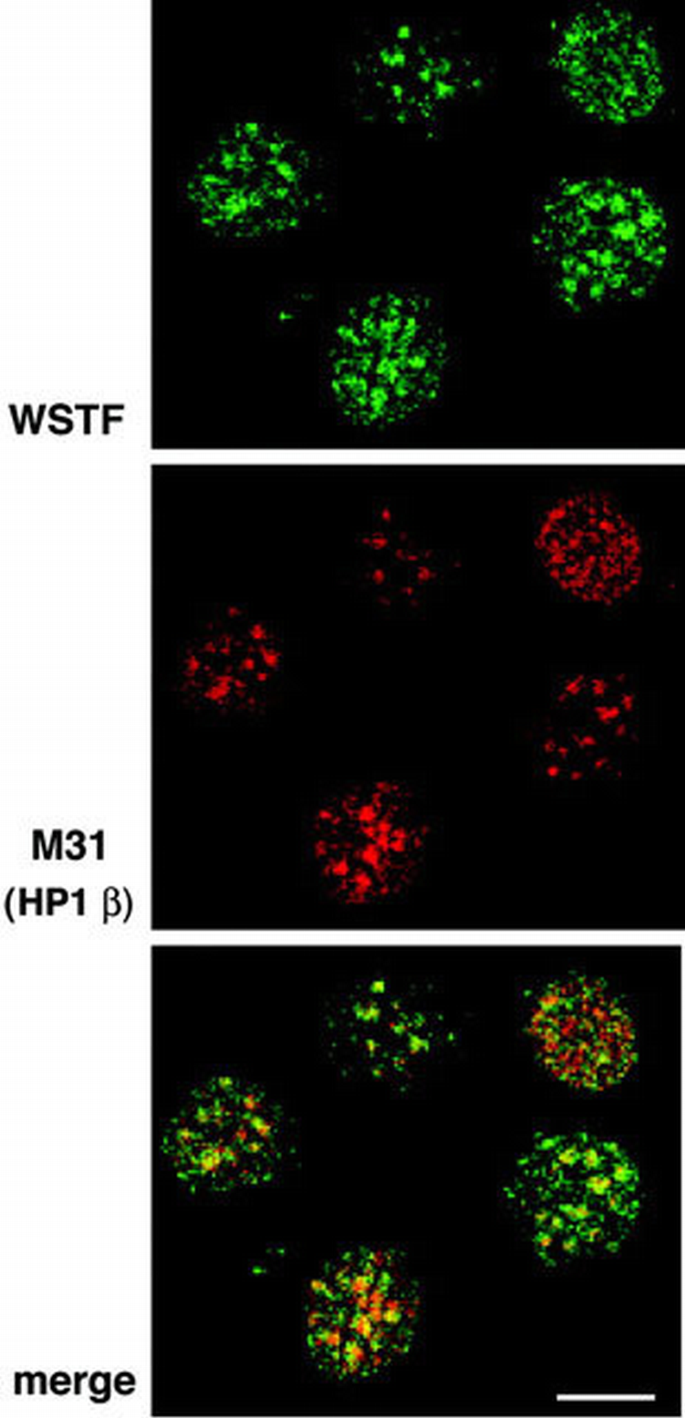 WSTF–ISWI chromatin remodeling complex targets heterochromatic ...