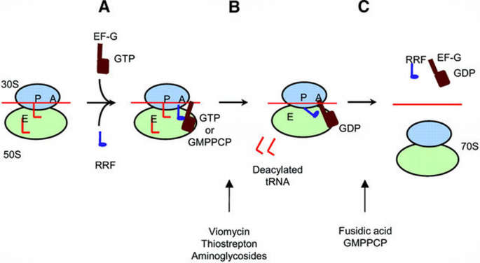 Post‐termination complex disassembly by ribosome recycling factor, a ...