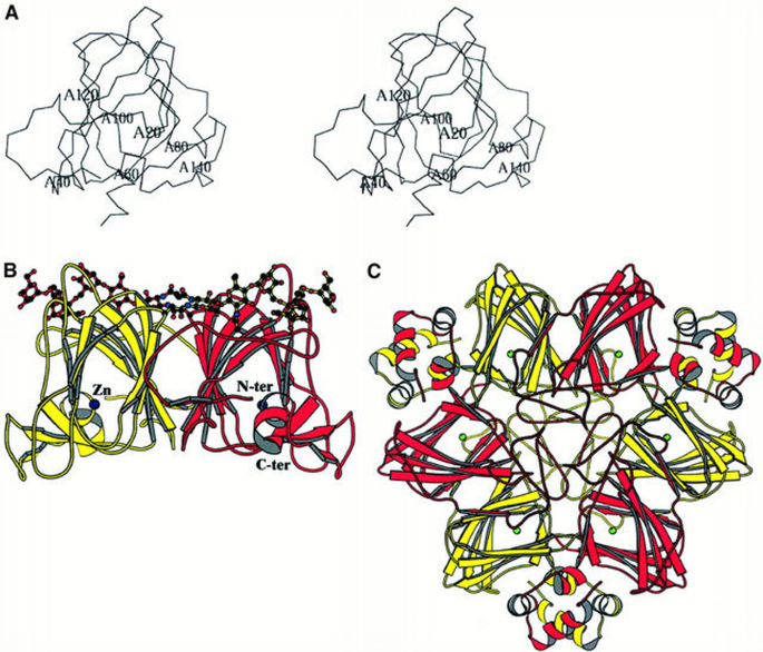 Crystal structure of auxin‐binding protein 1 in complex with auxin ...