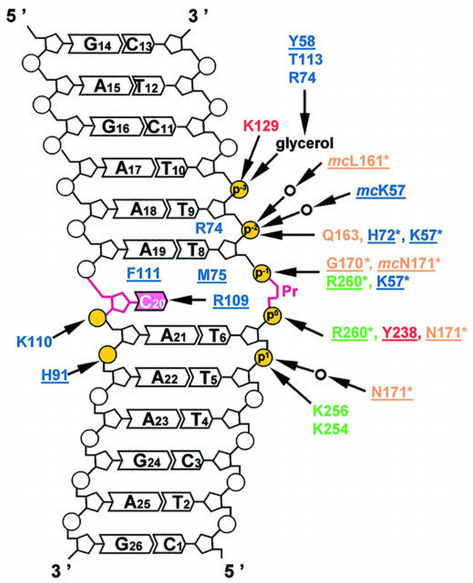 Crystal structure of the Lactococcus lactis formamidopyrimidine‐DNA ...