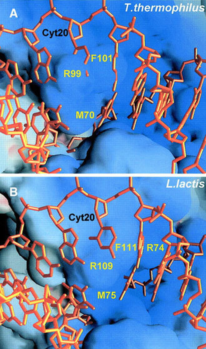 Crystal structure of the Lactococcus lactis formamidopyrimidine‐DNA ...