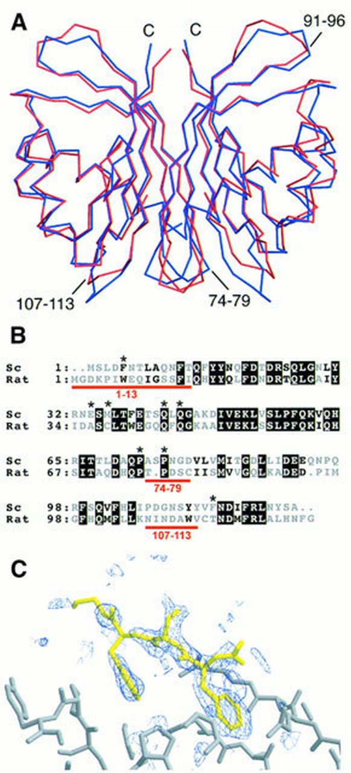 Structural basis for the interaction between NTF2 and nucleoporin FxFG ...