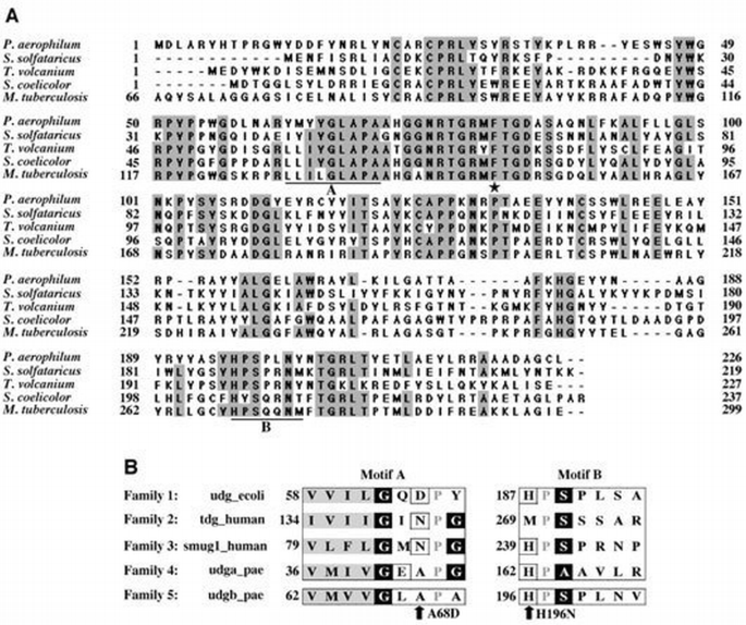 A novel uracil‐DNA glycosylase with broad substrate specificity and an ...