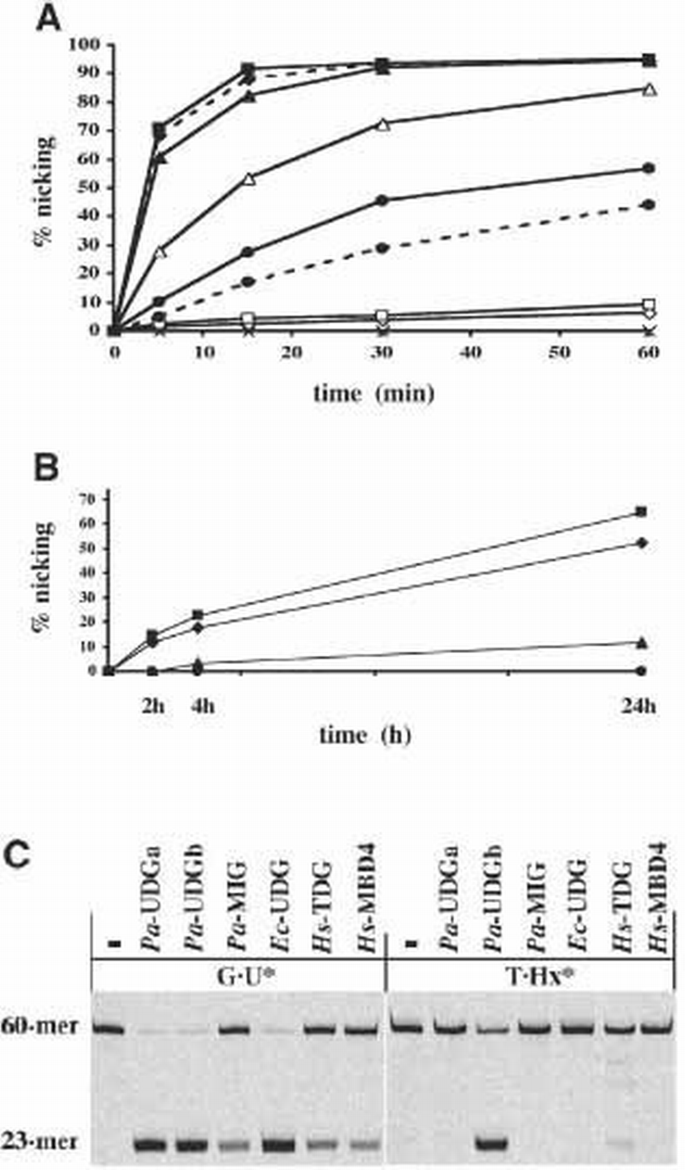 A novel uracil‐DNA glycosylase with broad substrate specificity and an ...