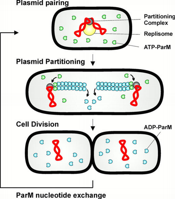 Prokaryotic DNA segregation by an actin‐like filament | The EMBO Journal