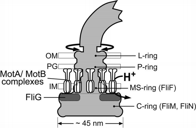 Crystal structure of the middle and C‐terminal domains of the flagellar ...